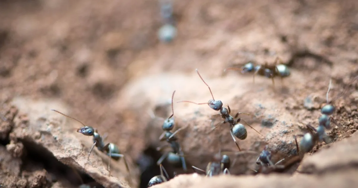 Ants Are Good? | UC Agriculture and Natural Resources