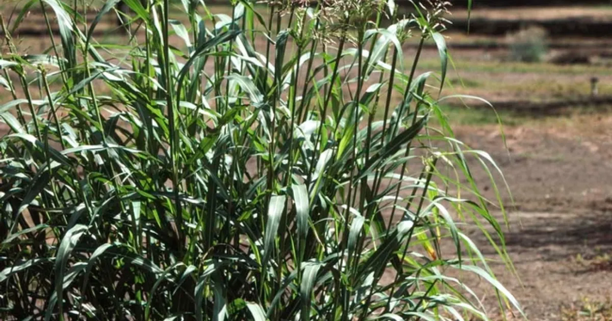 Managing Johnsongrass, a Legendary Weed! | The Real Dirt