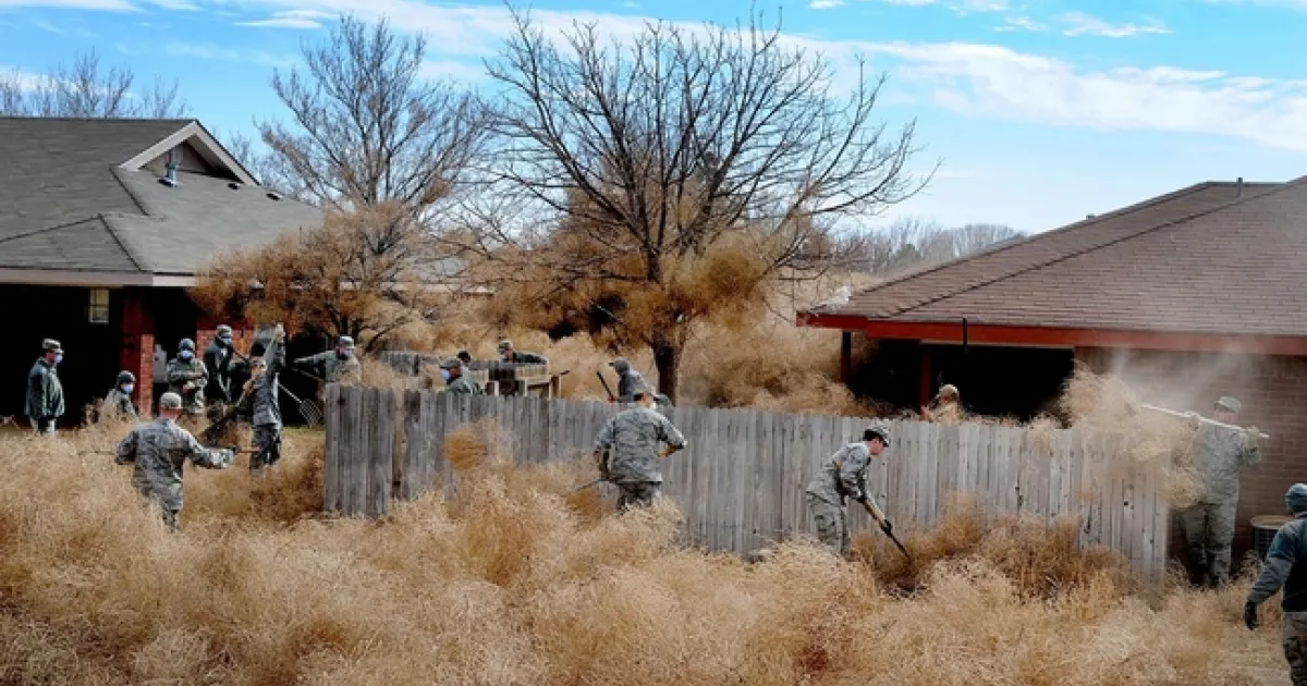 Giant Tumbleweeds Eat Victorville | UC Agriculture and Natural Resources