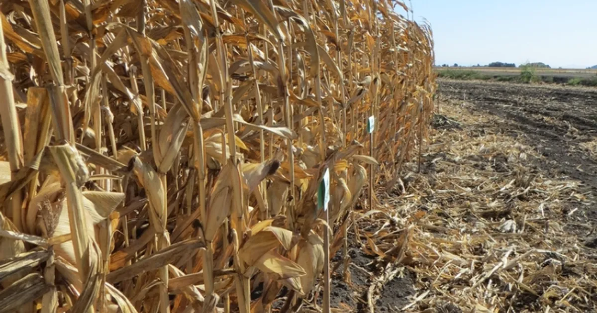 2019 Delta Corn and Small Grains Meeting | UC Agriculture and Natural ...
