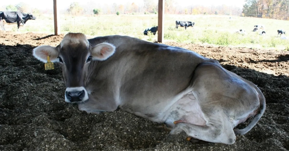Compost Bedded Pack Barn Design and Management Considerations | UCCE Sonoma