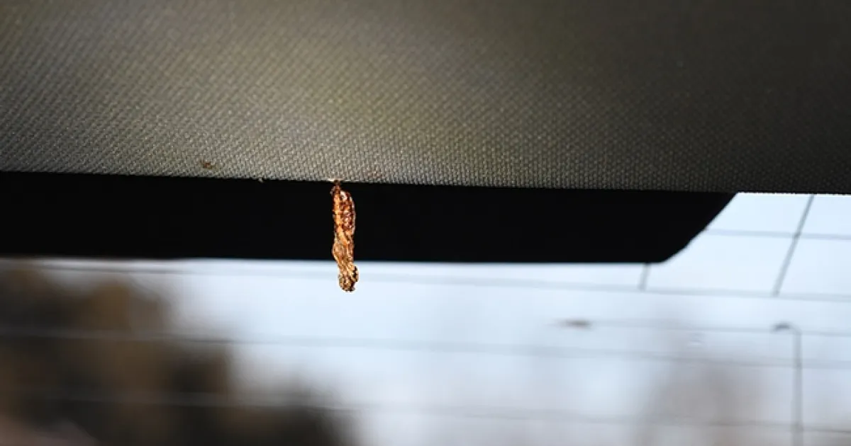 Why Our Car Is Chortling 'Merry Chrysalis' | Bug Squad