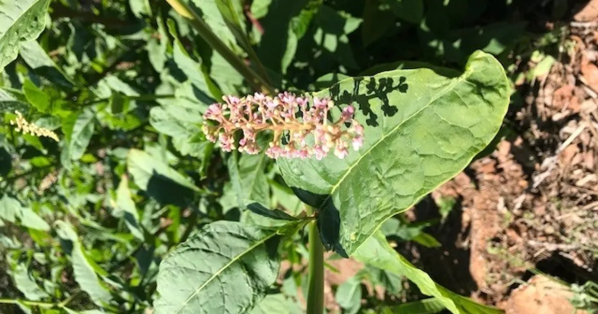 Weed Management in Citrus Orchards | UC Agriculture and Natural Resources