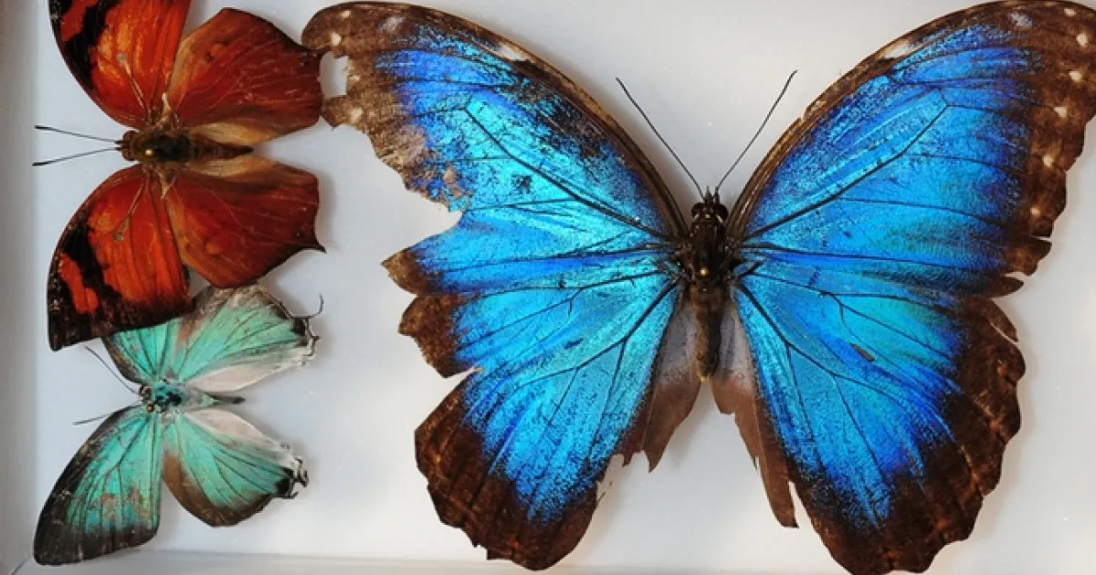 Diversity of Bugs at Bohart Museum of Entomology | UC Agriculture and ...