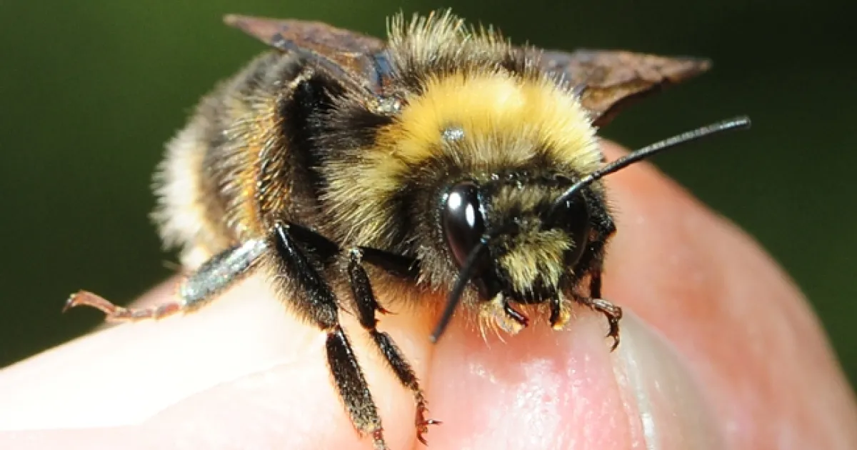 UC Davis Symposium on Insect Decline: 'Saving a Bug's Life ...