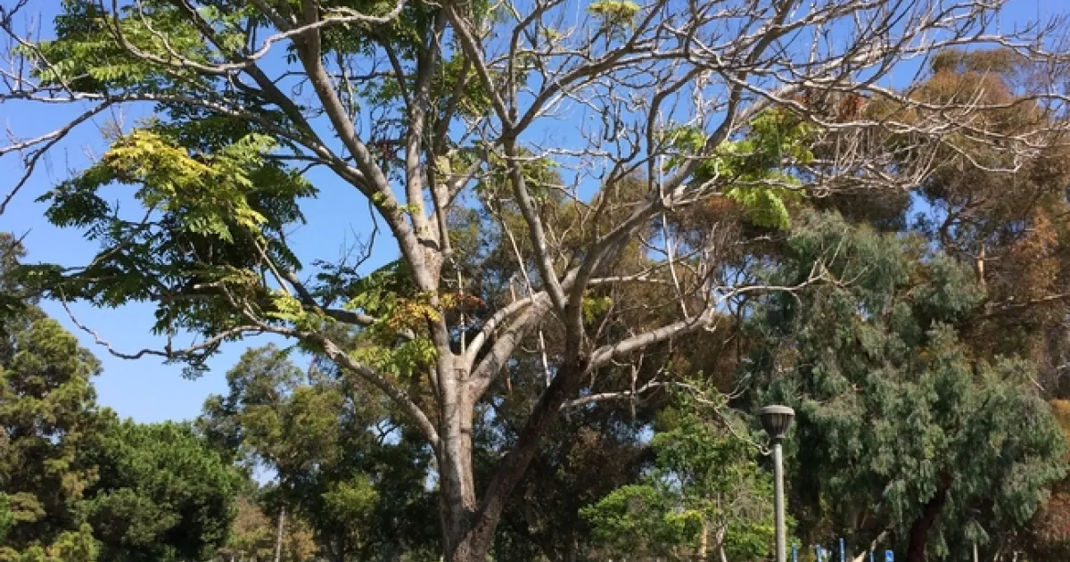 California trees are suffering under climate change and invasive pests ...