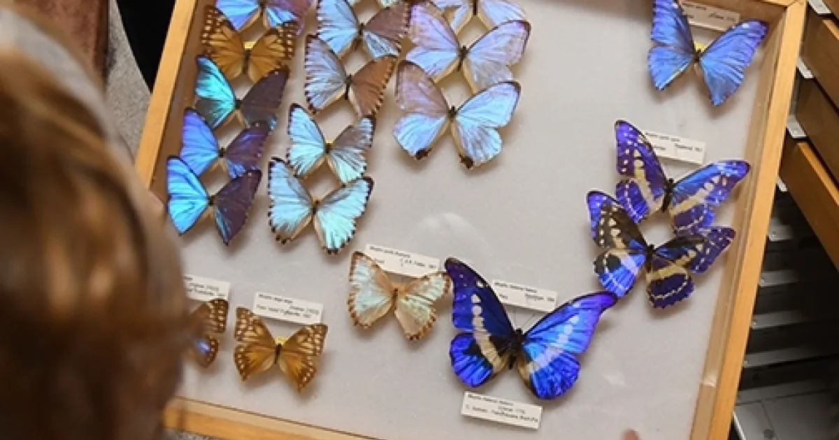 No Bohart Museum of Entomology Open House on March 21 | UC Agriculture ...