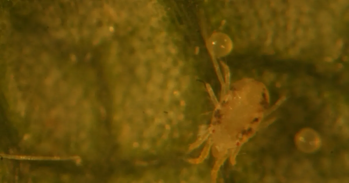 So This is Lewis Mite | UC Agriculture and Natural Resources