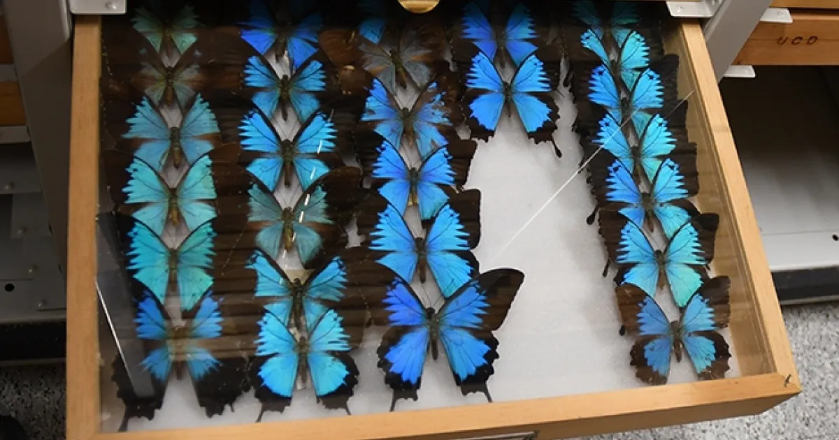 UC Davis: Where to Learn About Insects and How to Collect Them | Bug Squad