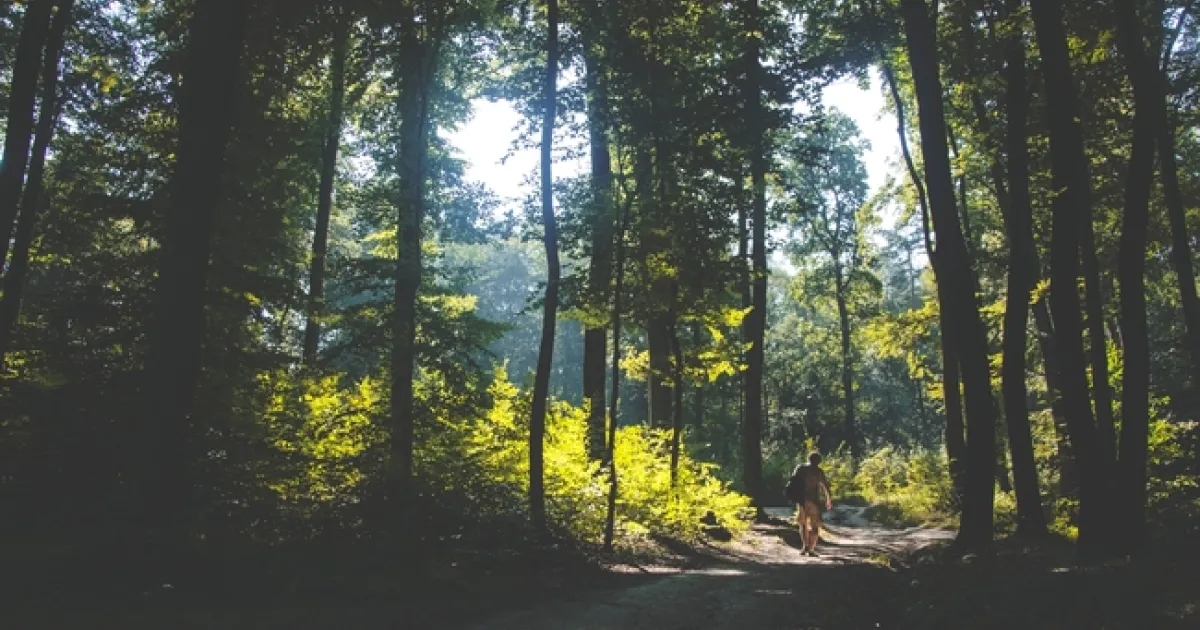 Finding Respite in Green. | Napa Master Gardener Column