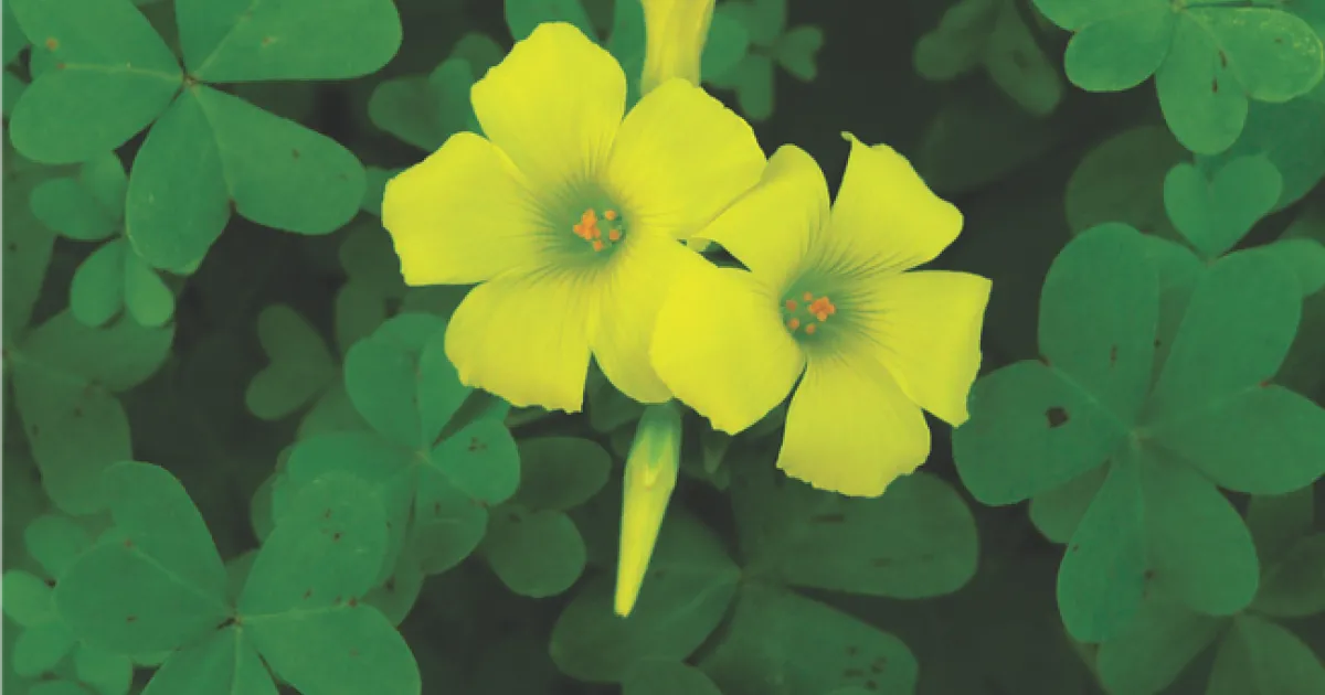 On a Warm Spring Day | UC Agriculture and Natural Resources