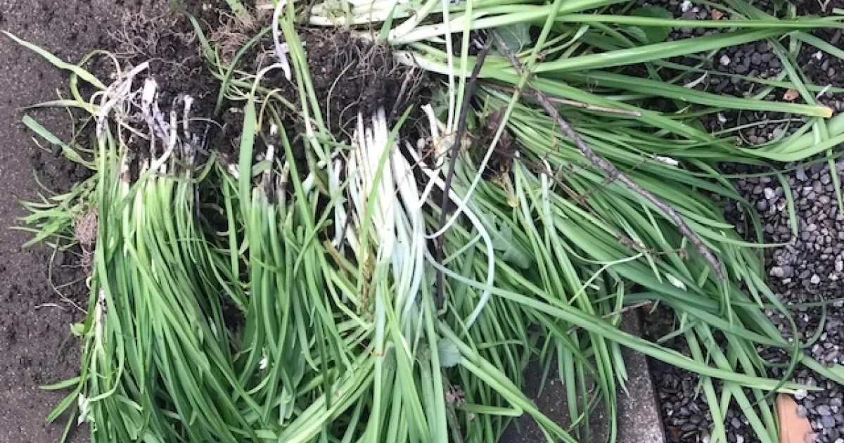 Wild Onions | UC Agriculture and Natural Resources