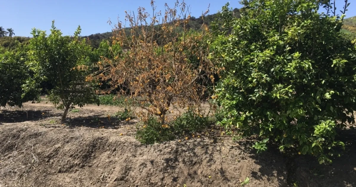 Bam - Dry Root Rot Season | UC Agriculture and Natural Resources