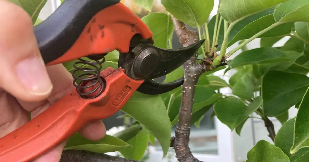 GDG Hands-On Summer Fruit Tree Pruning - San Jose | UC Agriculture and ...