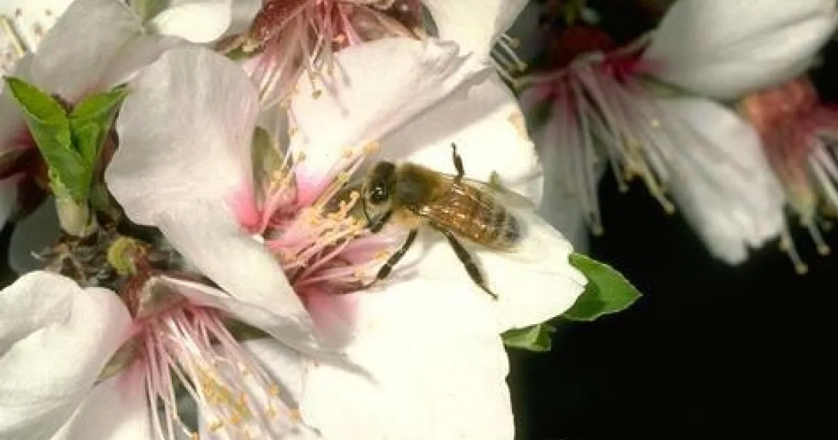 National Pollinator Week 2020 | UC Agriculture and Natural Resources