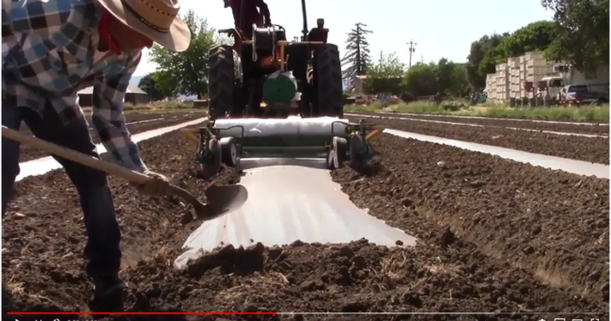 The Heat is On: Soil Solarization | UC Weed Science (weed control ...