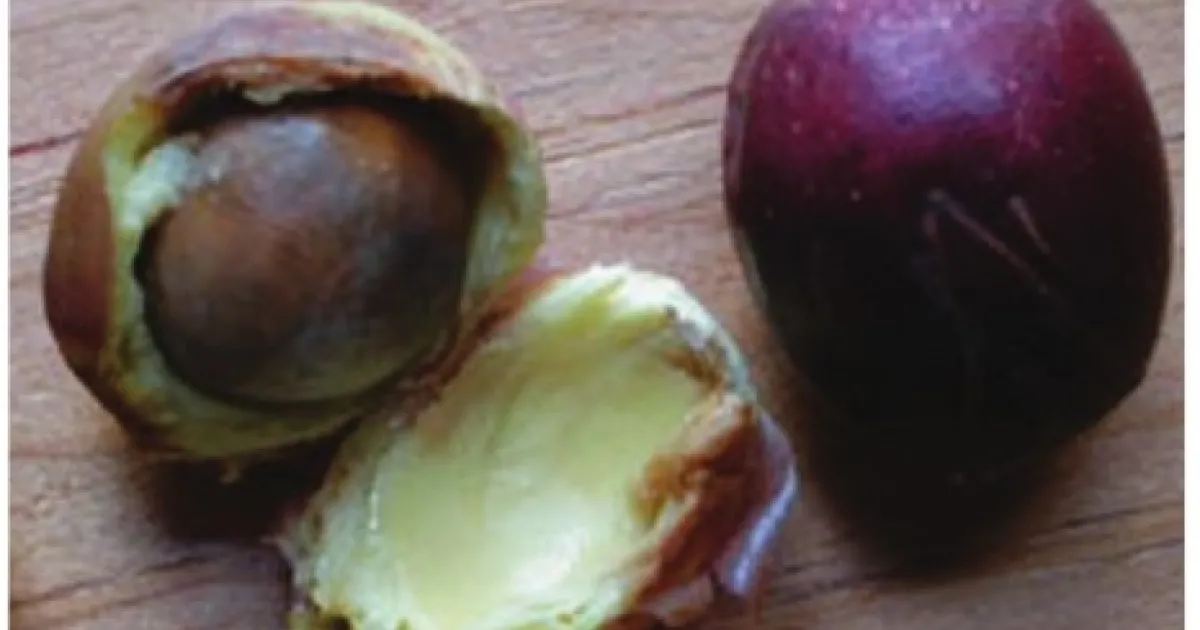 Wild Avocado Relative in California | Topics in Subtropics