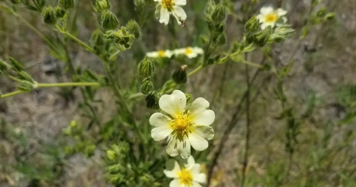 Highlighting two uncommon noxious weeds | UC Weed Science (weed control ...