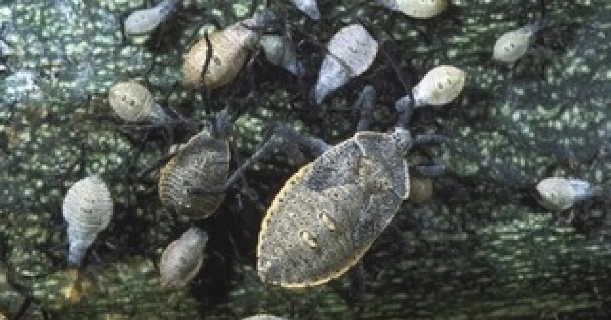 Parthenocarpic zucchini | The Backyard Gardener