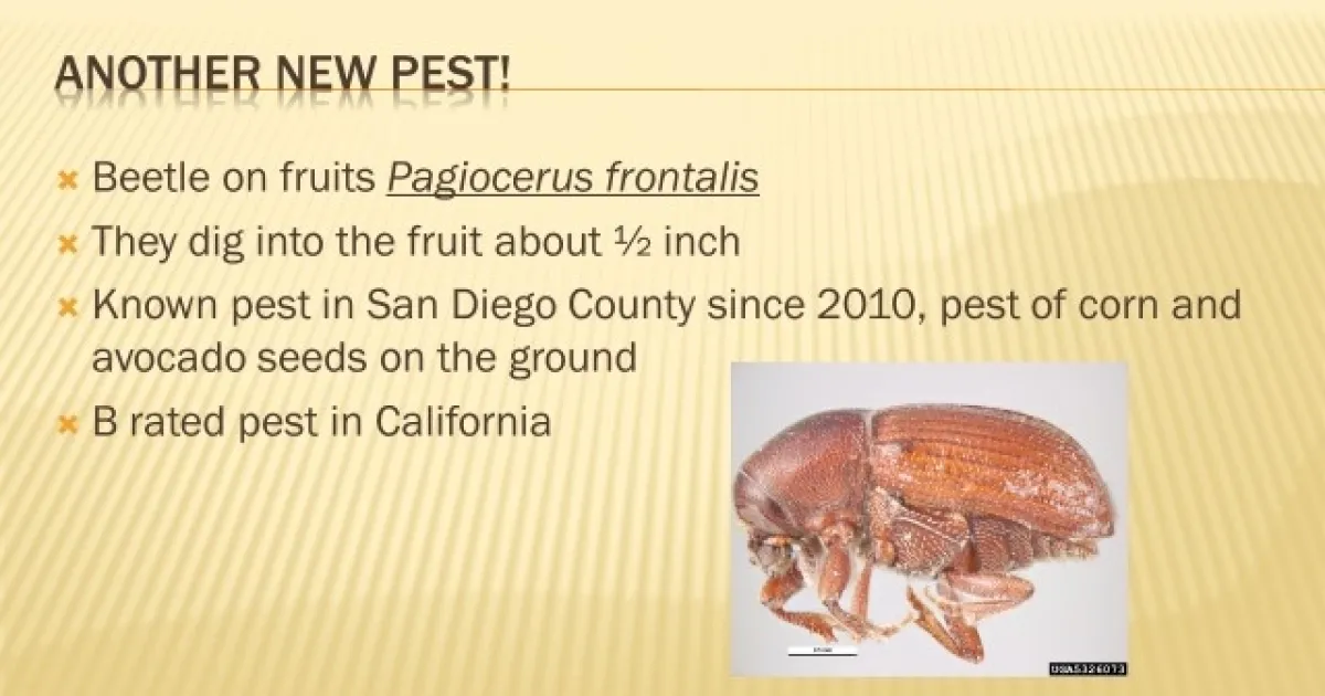 Avocado Seed Weevil | UC Agriculture and Natural Resources