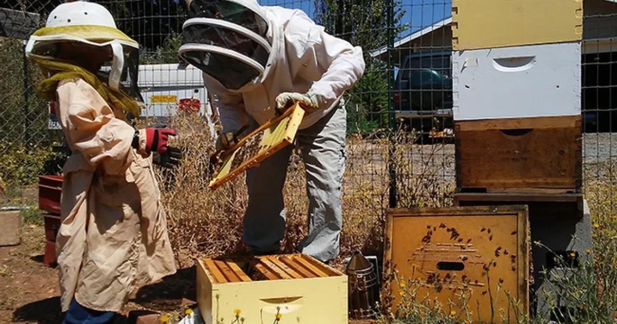 California Master Beekeeper Program Certifies First-Ever Master ...