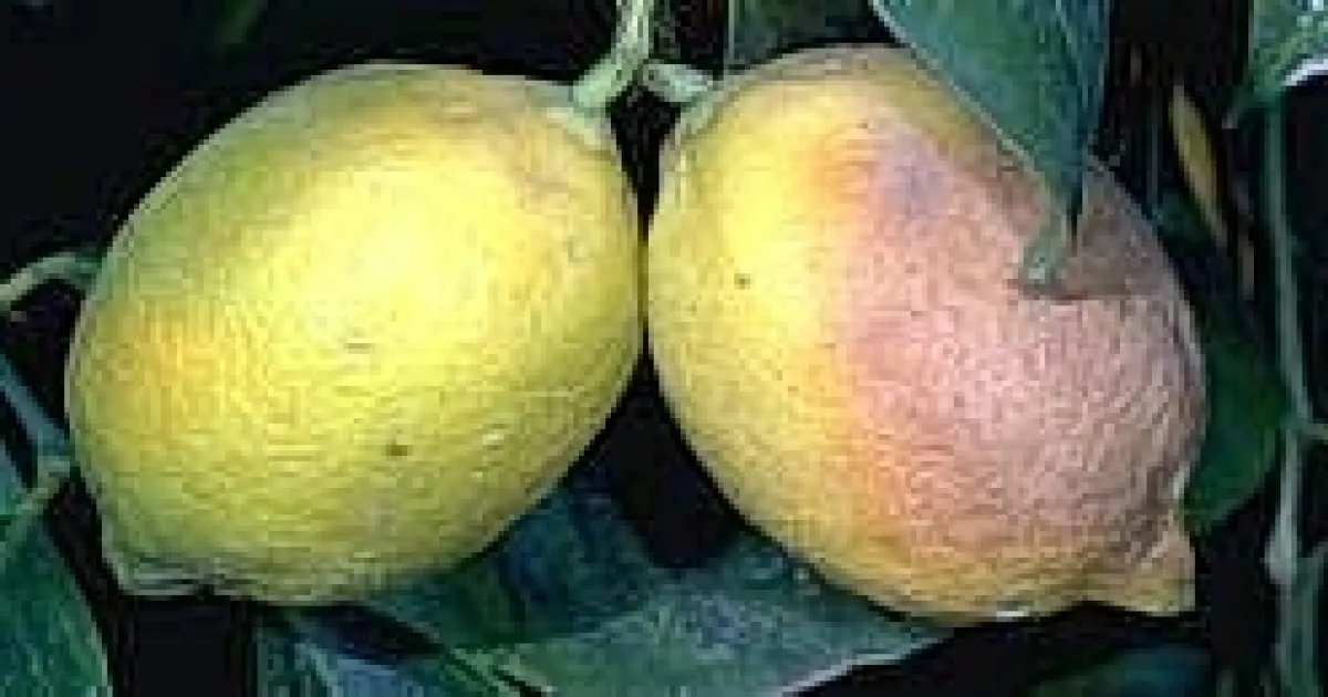 Phytophthora Brown Rot of Citrus - something to look out for this fall ...