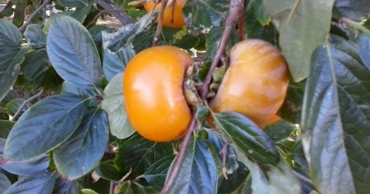 Persimmon Preserves - Fruit in the Kitchen - Growing Fruit