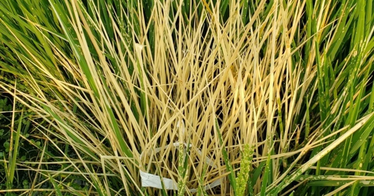 SUPPRESS® Herbicide for use in Rice Weed Control | UC Rice Blog