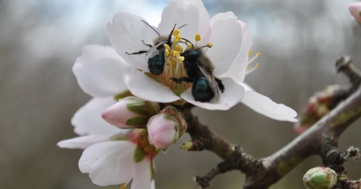 Pollination with Mason Bees | UC Agriculture and Natural Resources