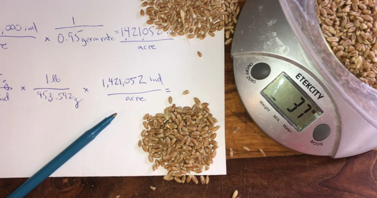 Seeding Rate Calculator Now Available | UC Small Grains Blog