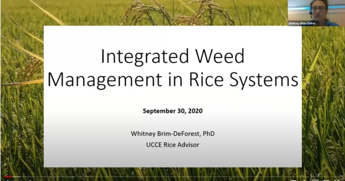 Integrated Weed Management Rice Systems | UC Agriculture and Natural ...