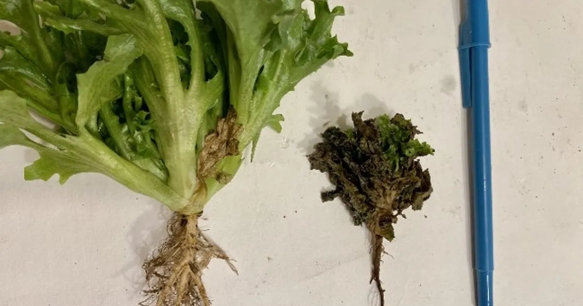 Strategies to Control Pythium wilt of Lettuce | Salinas Valley Agriculture