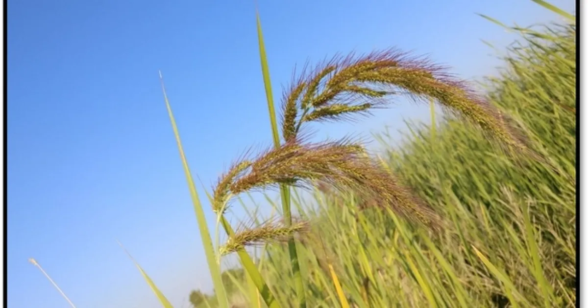 Preliminary Herbicide Screening in Rice on Watergrass Species | UC ...