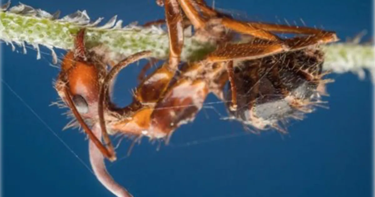 Zombie Ants: What Makes Them Tick? Charissa de Bekker Will Tell You ...