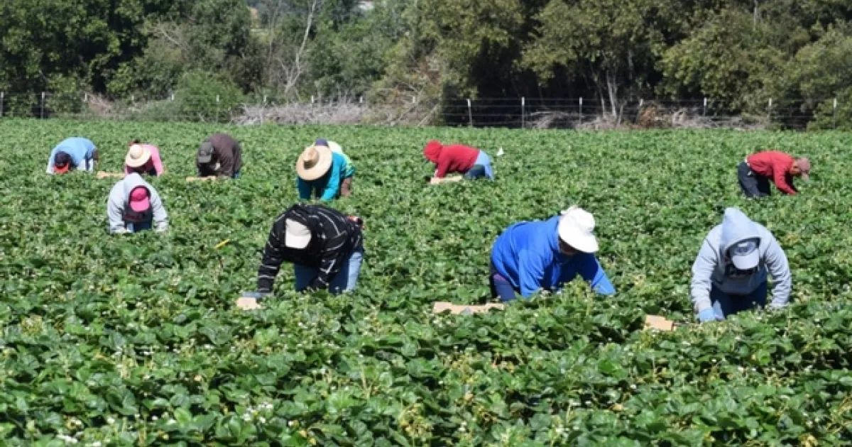 Field workers doubly struck by the pandemic | UC Agriculture and ...