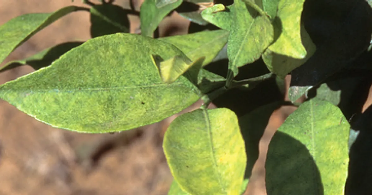 Citrus Mite Zoom | Topics in Subtropics