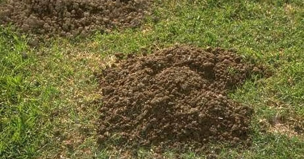 Got Gophers? | UC Agriculture and Natural Resources