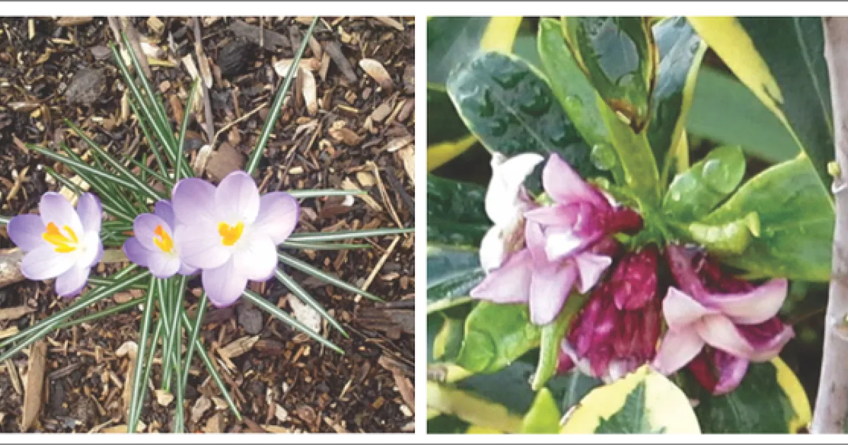 Spring has Sprung | UC Agriculture and Natural Resources