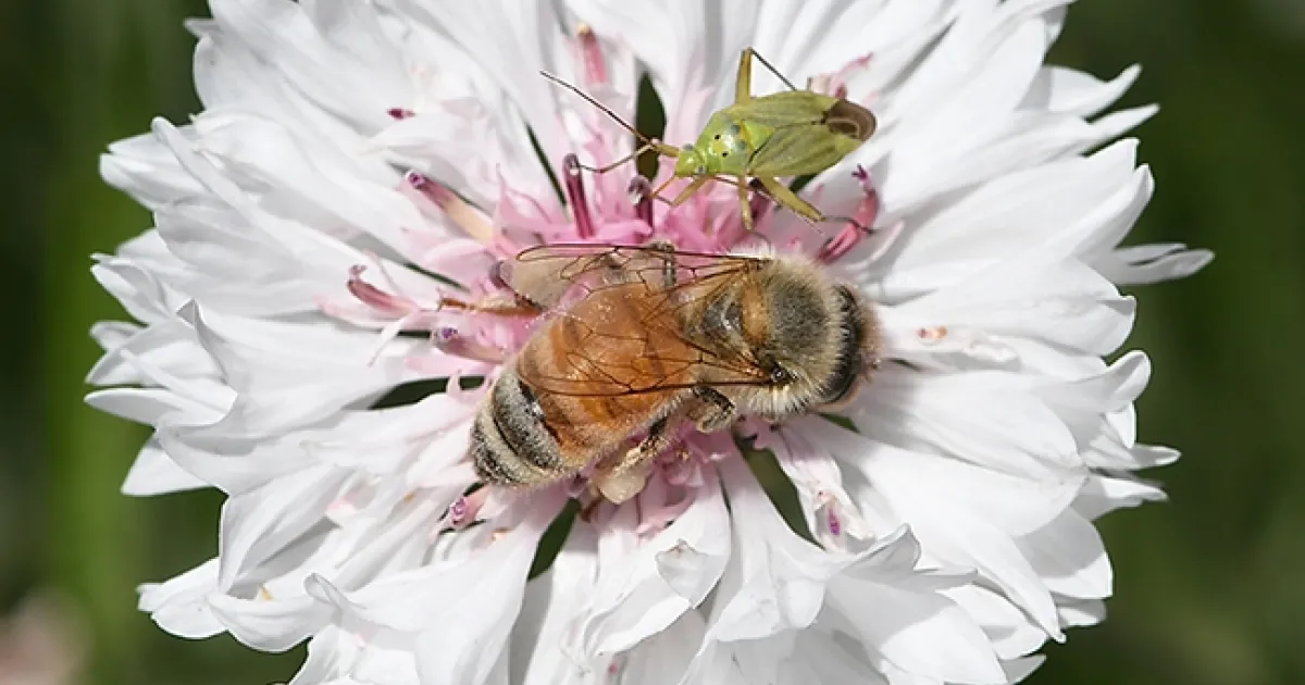 The Bee and the Lygus Bug | UC Agriculture and Natural Resources