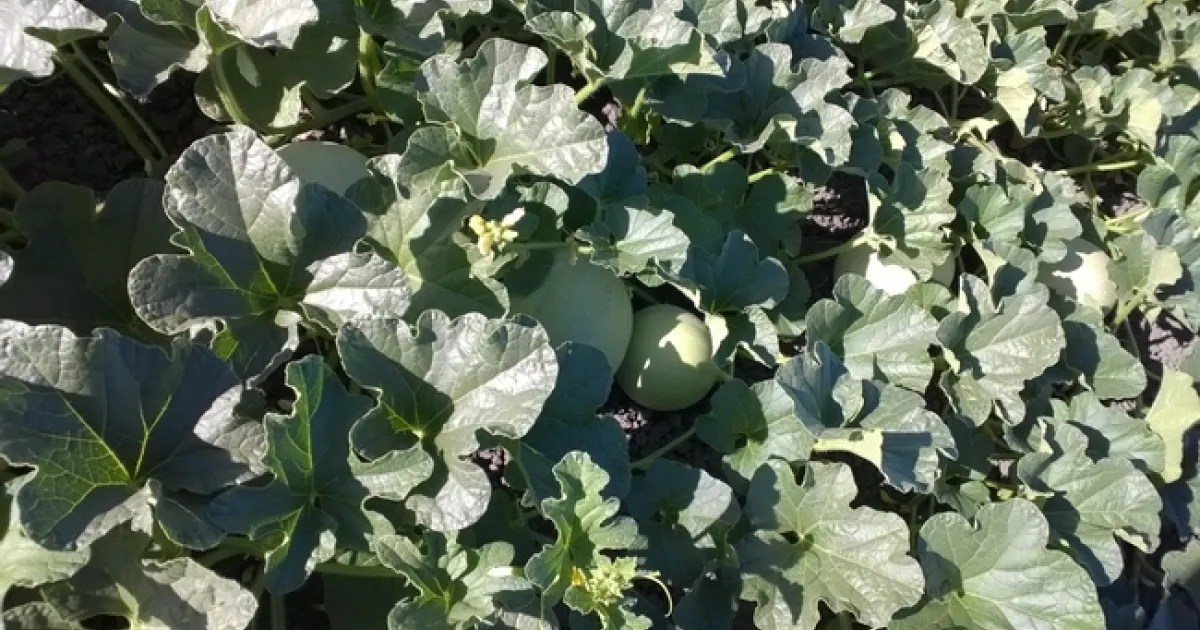 Conventional melon weed management in the Sacramento Valley | UC ...