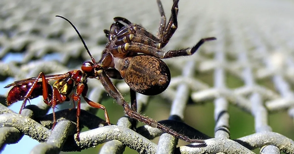 Bohart Museum Receives Collection of More than 50,000 Aculeate Wasp ...