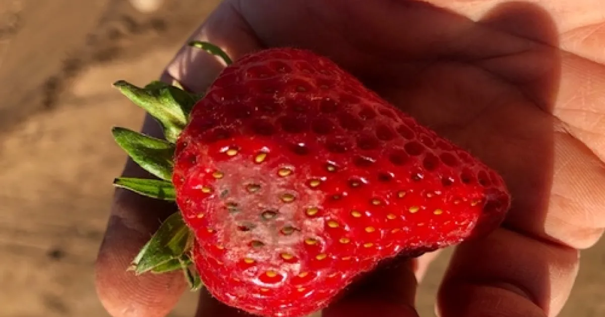 Wind Burn on Strawberry Fruit? | UC Agriculture and Natural Resources