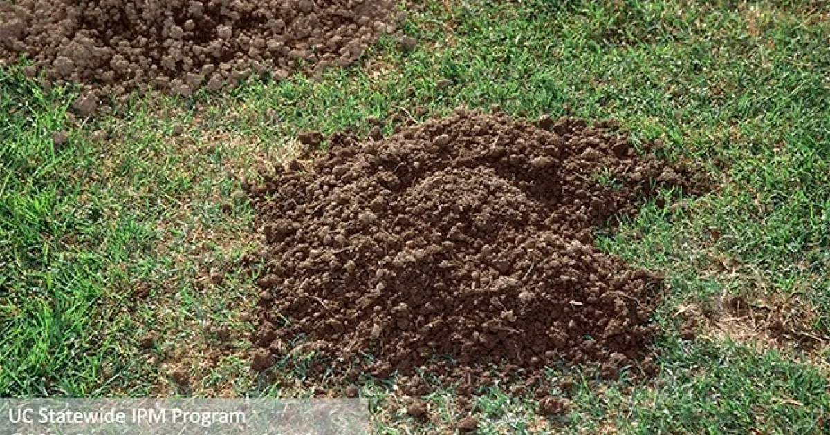 On-Line Gopher Control | UC Agriculture and Natural Resources