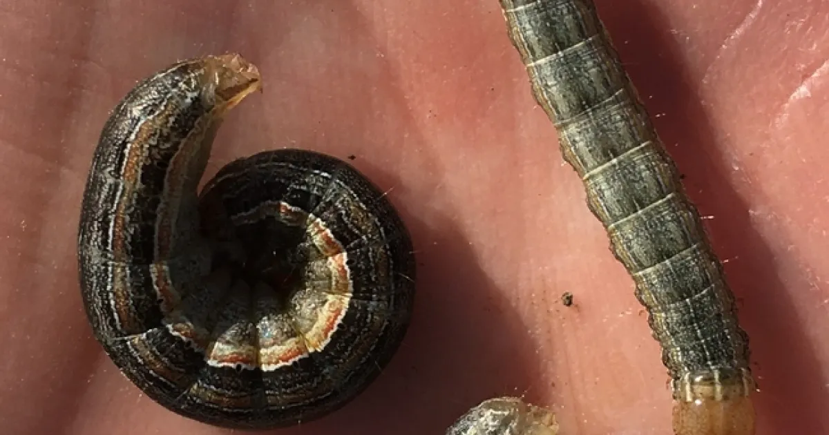 2021 Delta Rice Armyworm Trapping Begins | SJC and Delta Field Crops
