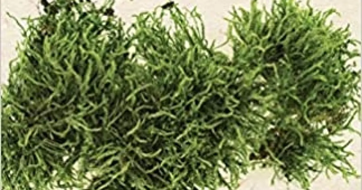 Books by Robin Wall Kimmerer - Gathering Moss and Braiding Sweet Grass ...