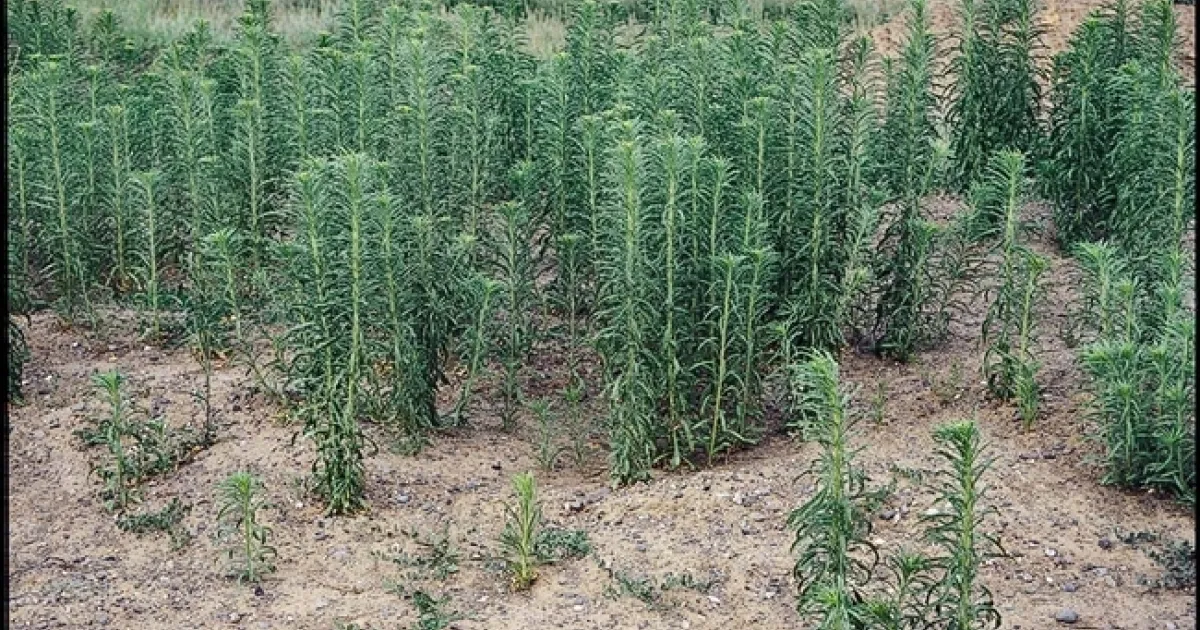 Invasive Weed Control Without Herbicides | Topics in Subtropics