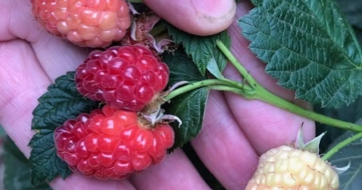 Fruit Splitting in Raspberry | Strawberries and Caneberries