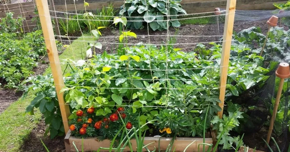 French Intensive Gardening. | UC Agriculture and Natural Resources