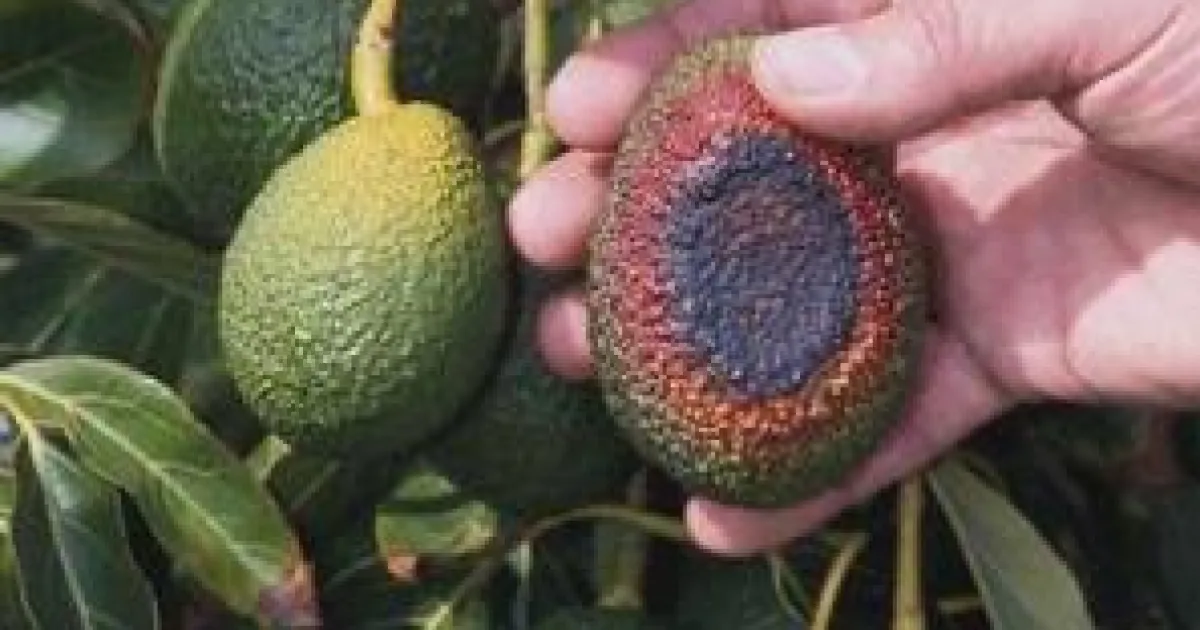 Heat and Light in Avocados? And? | UC Agriculture and Natural Resources