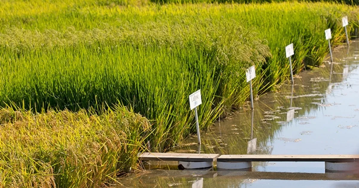 Annual California Rice Field Day | UC Agriculture and Natural Resources